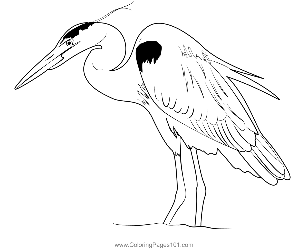 Great Blue Heron Walk Coloring Page for Kids - Free Herons Printable ...