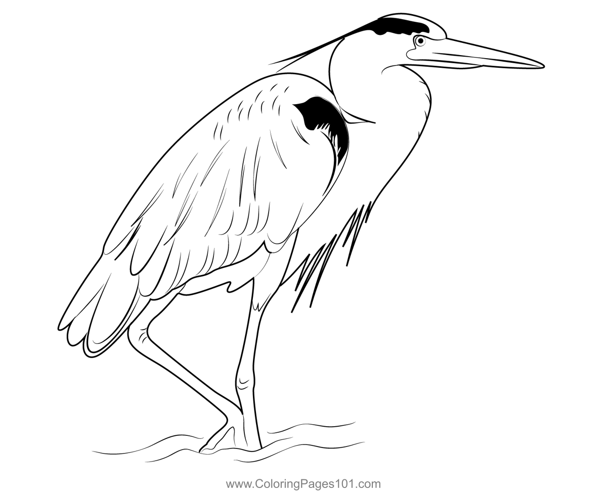 Anhinga Coloring Pages Printable Everglades Designlooter Colouring ...