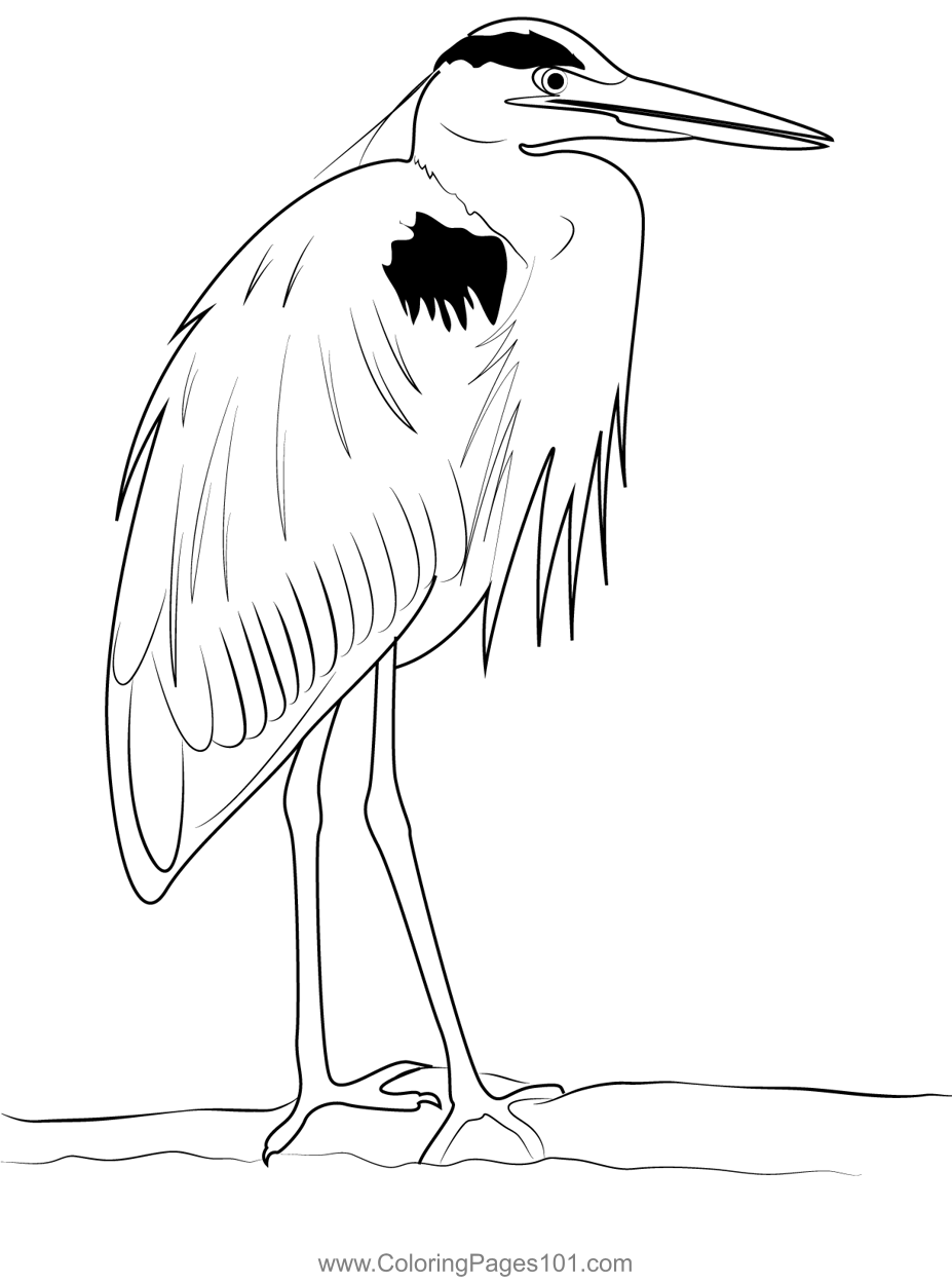 Heron Standing On Leg Coloring Page for Kids - Free Herons Printable ...