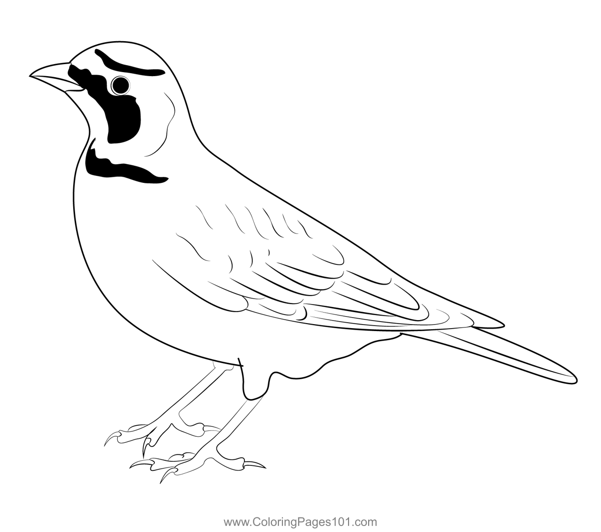 Horned Lark 8 Coloring Page for Kids - Free Larks Printable Coloring ...