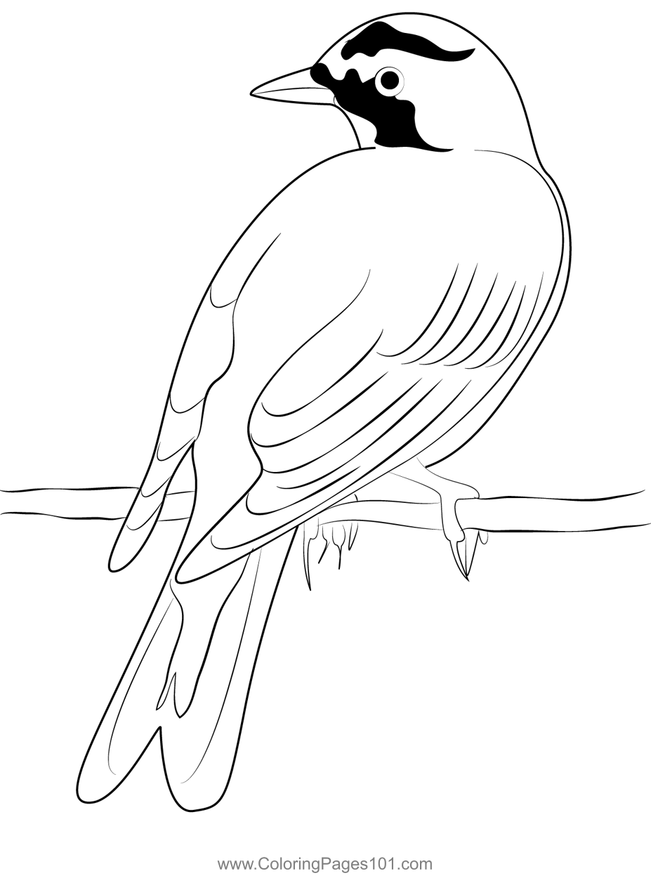 Horned Lark Arizona Coloring Page for Kids - Free Larks Printable ...