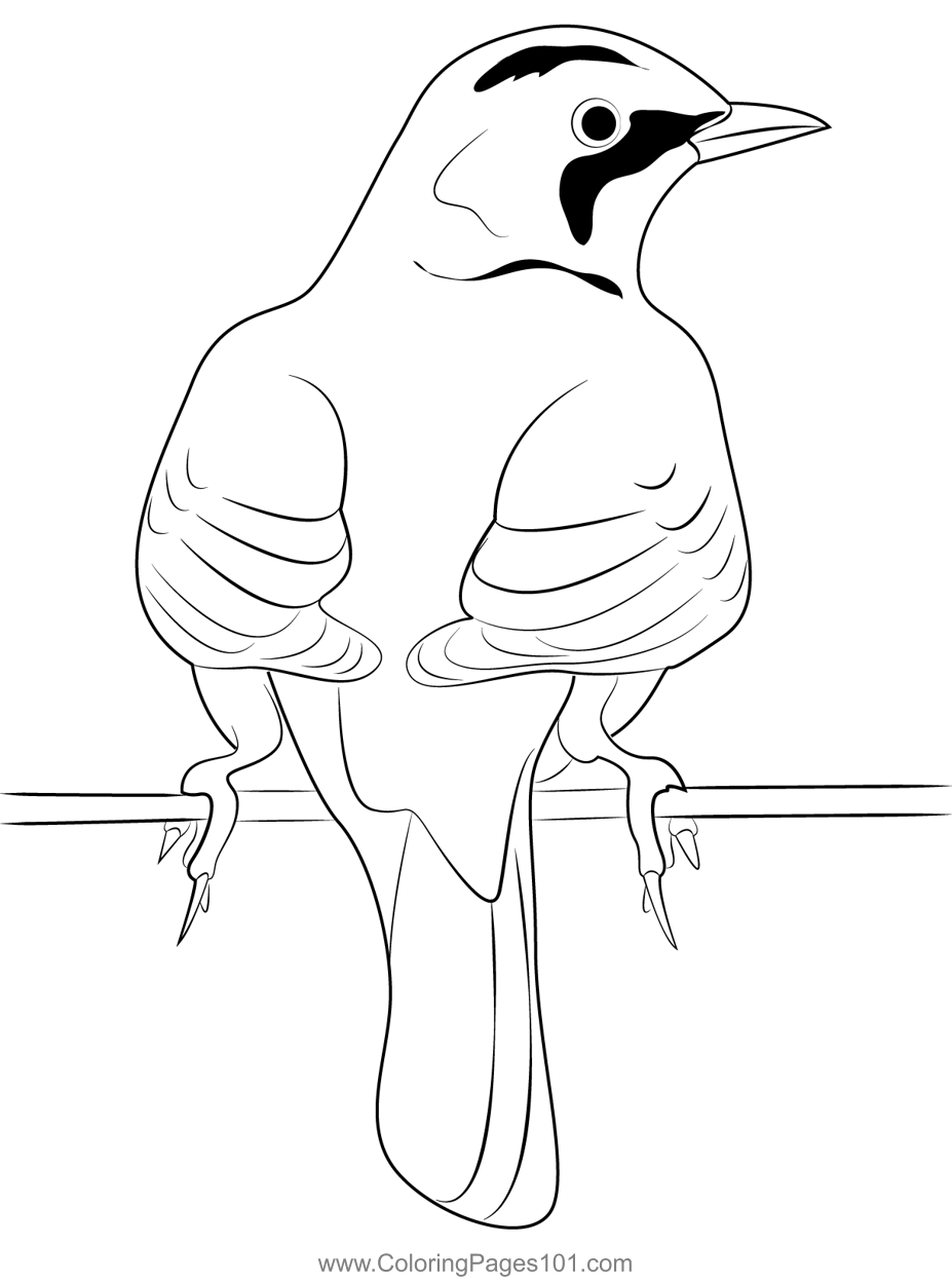 Horned Lark Back Side Coloring Page for Kids - Free Larks Printable ...