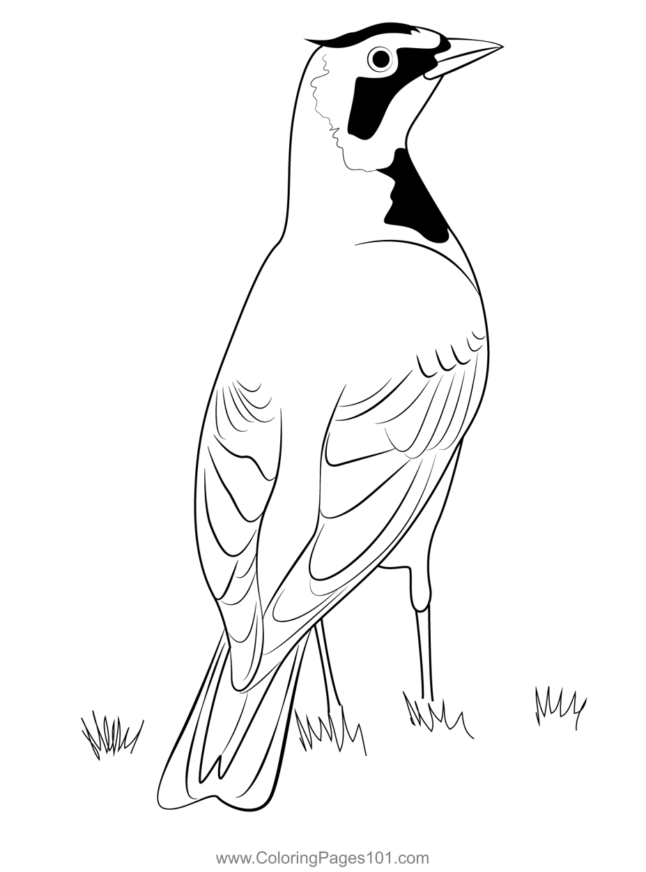 Horned Lark Look Coloring Page for Kids - Free Larks Printable Coloring ...