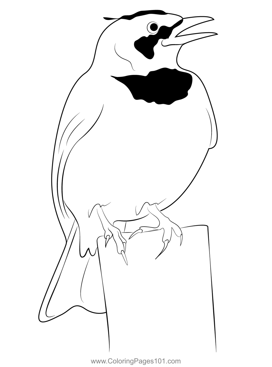 Horned Lark Male Coloring Page for Kids - Free Larks Printable Coloring ...