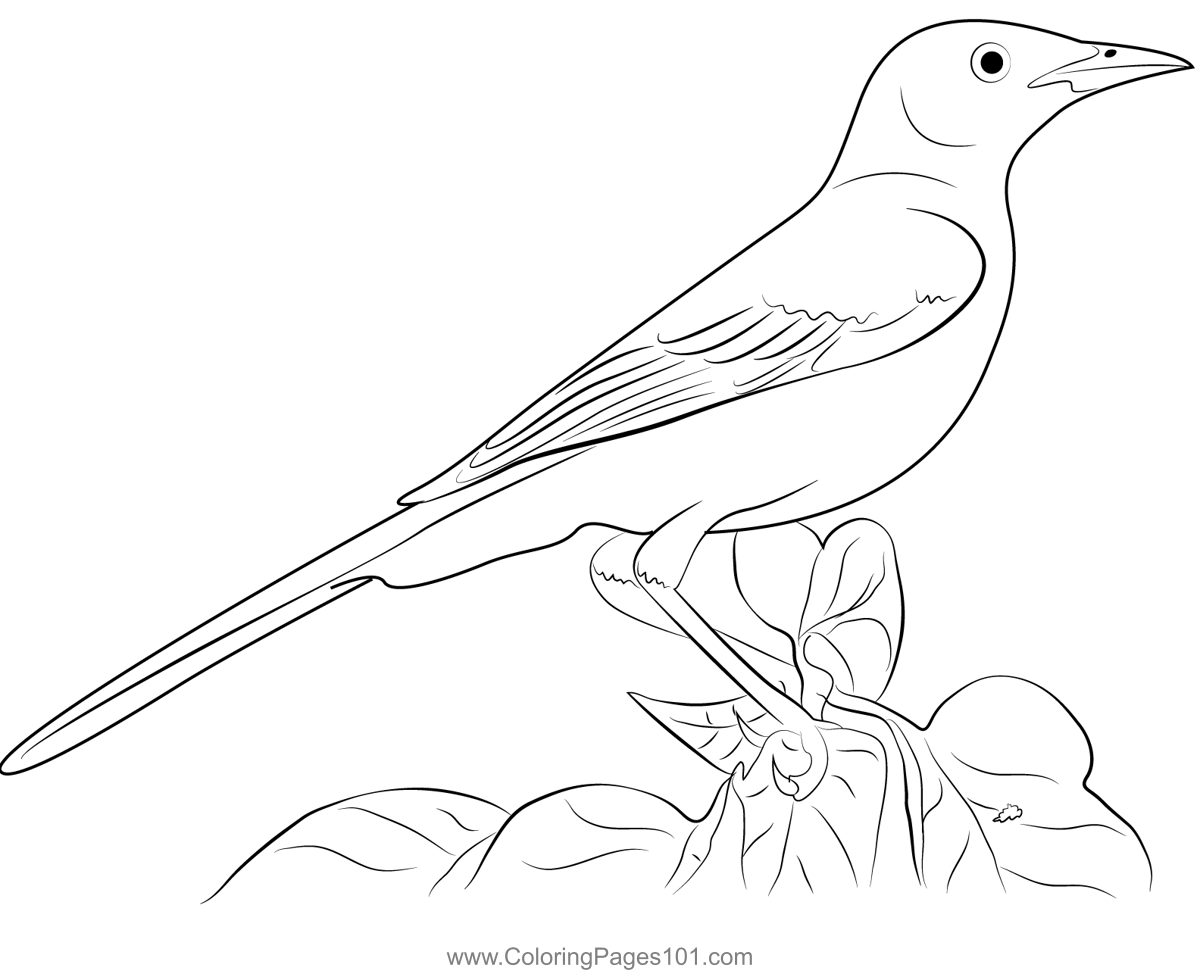 Young White Mockingbird Coloring Page for Kids - Free Mockingbirds ...