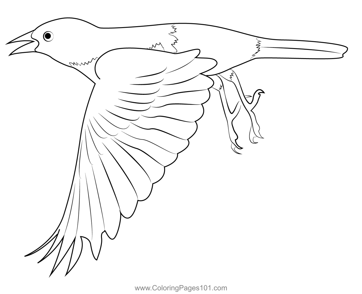 Baltimore Oriole In Flight Coloring Page for Kids - Free New World ...