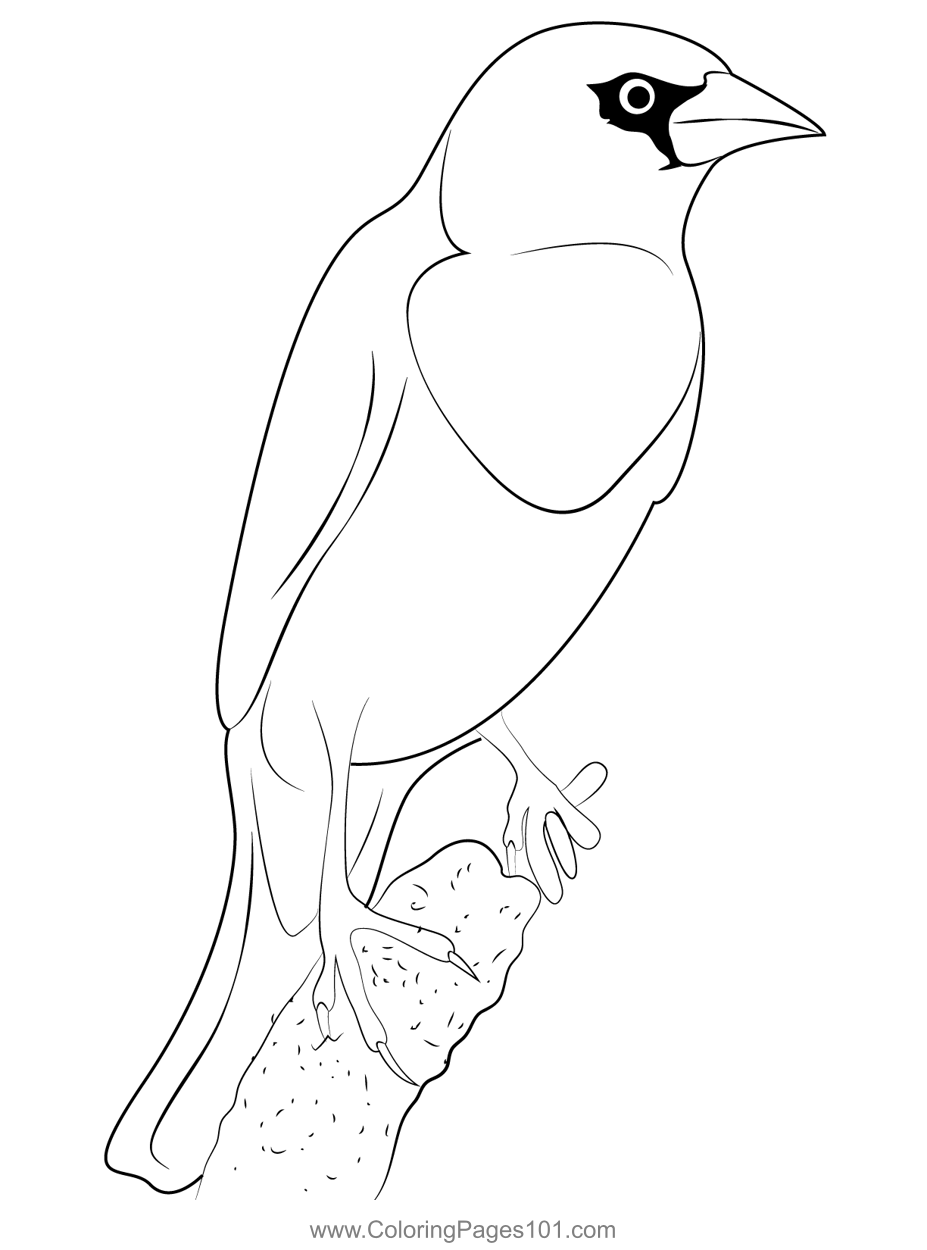 Yellow Headed Blackbird Coloring Page for Kids - Free New World ...