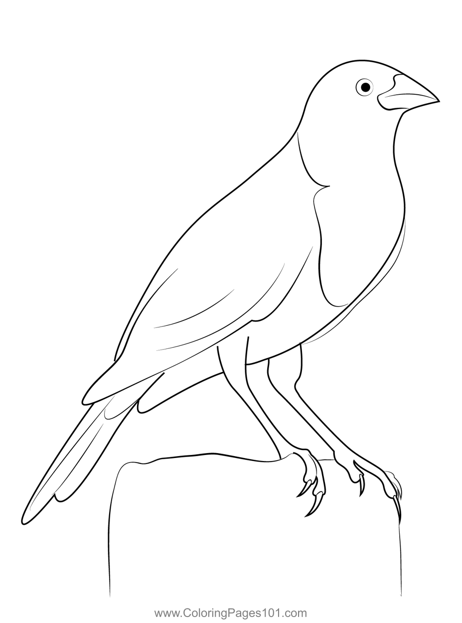 Male Yellow Headed Blackbird Coloring Page for Kids - Free New World ...