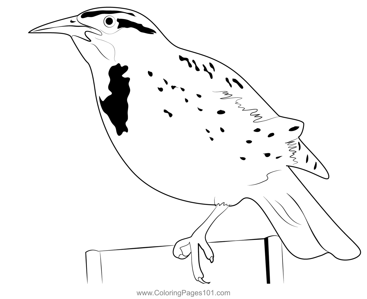 Angry Birds Coloring Pages Blackbird