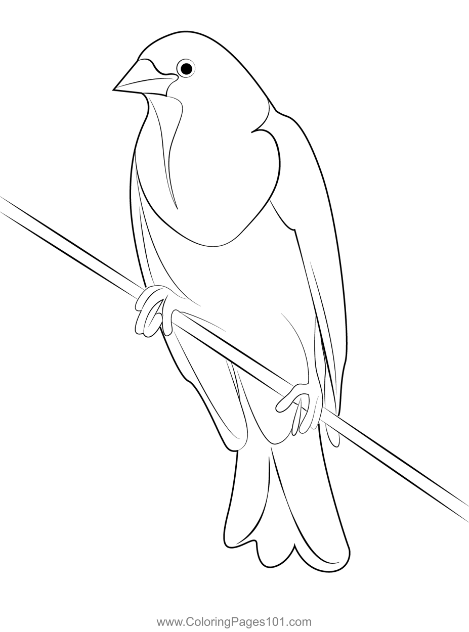 Orange Headed Blackbird Coloring Page for Kids - Free New World ...