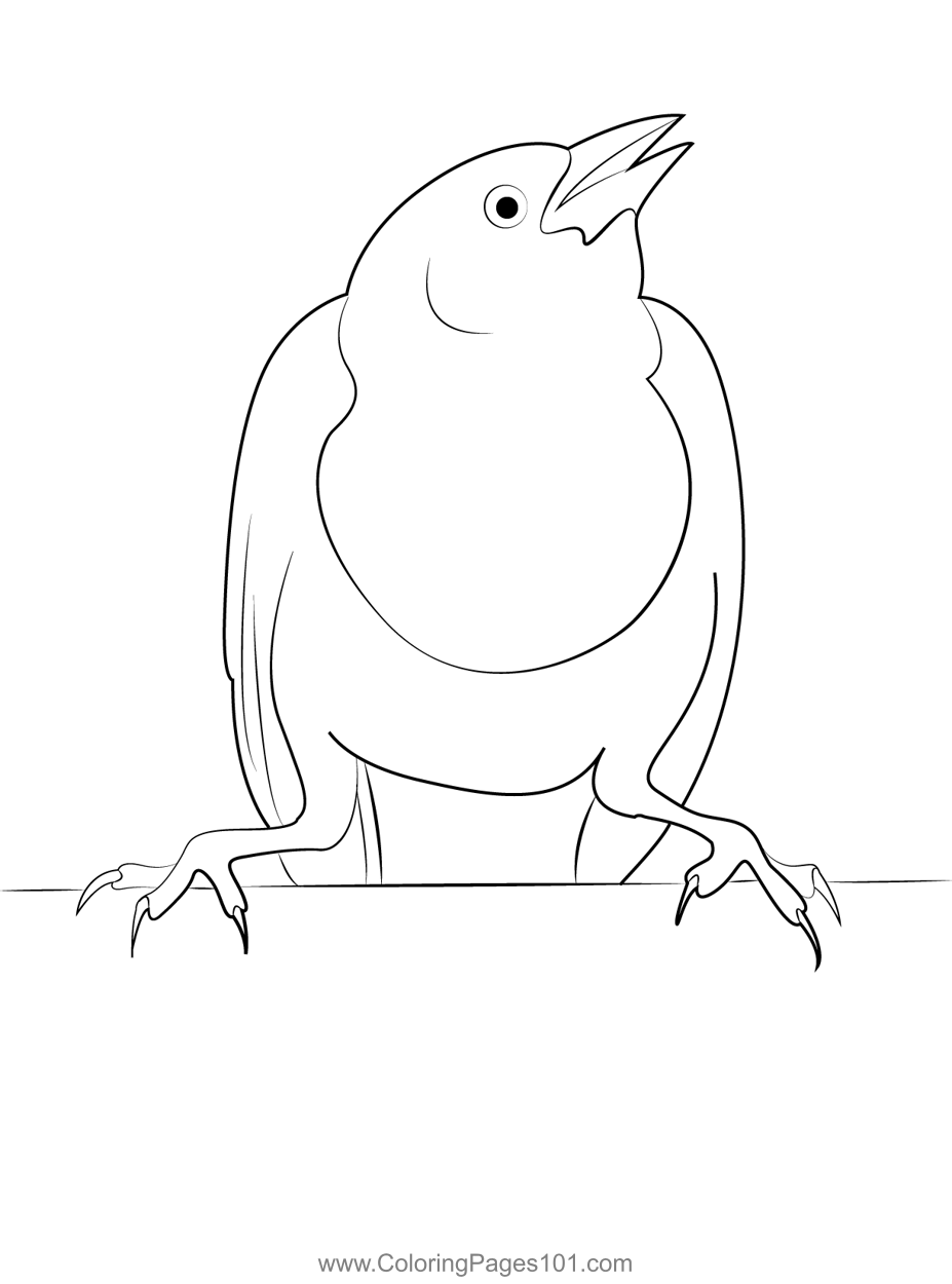 Yellow Headed Blackbird Coloring Page for Kids - Free New World ...