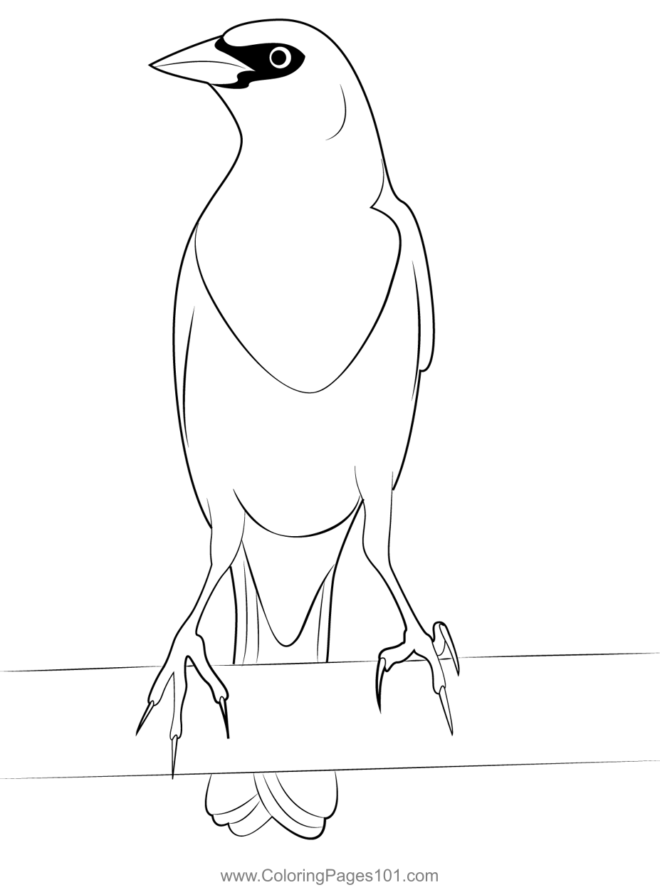 Yellow Headed Blackbird Coloring Page for Kids - Free New World ...