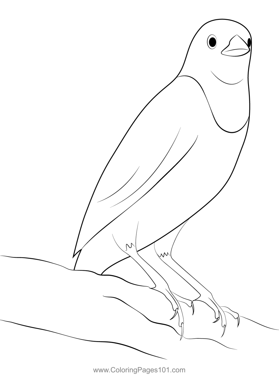 Stand On Top Blackbird Coloring Page for Kids - Free New World ...