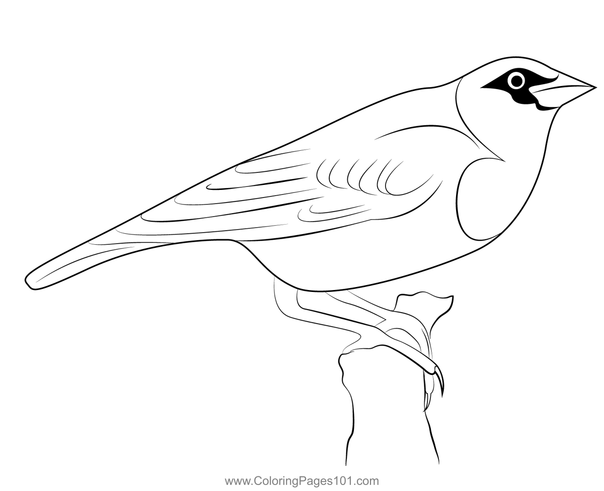 The Call Of The Yellow Headed Coloring Page for Kids - Free New World ...