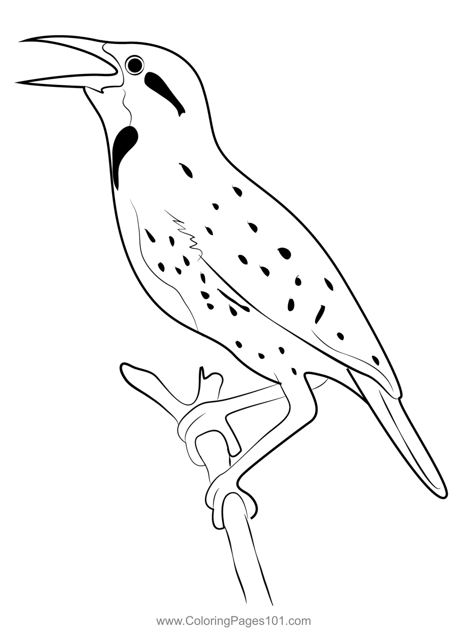 Western Meadowlark 8 Coloring Page for Kids - Free New World Blackbirds ...