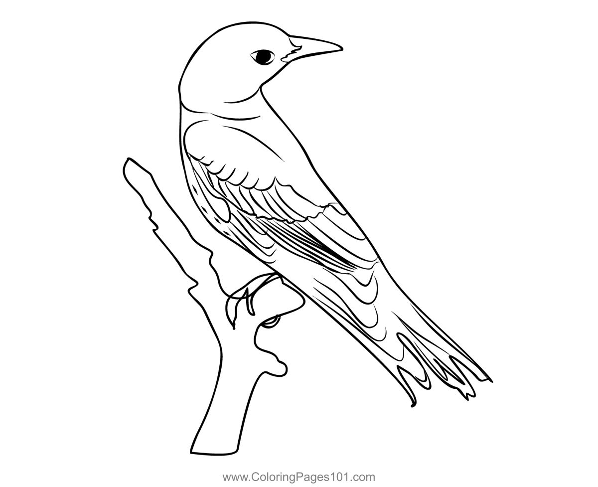 Golden Oriole 1 Coloring Page for Kids - Free Orioles Printable ...