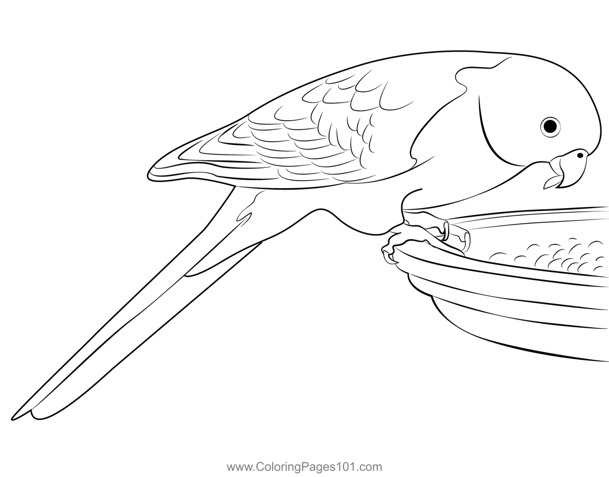 Australian Parrot Coloring Page for Kids - Free Parrots Printable ...