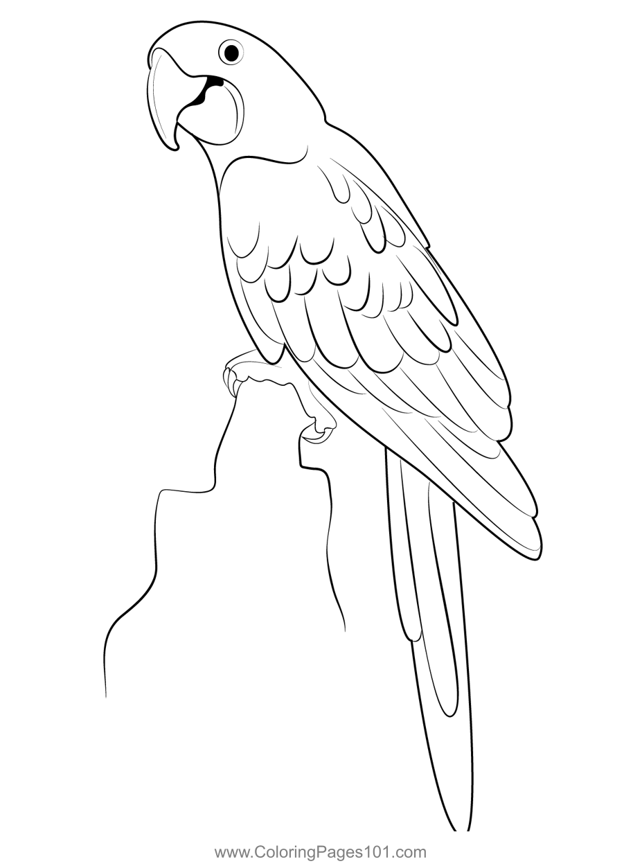 Cool Parrot Coloring Page for Kids - Free Parrots Printable Coloring ... Cool Parrot Coloring Page for Kids - Free Parrots Printable Coloring ...