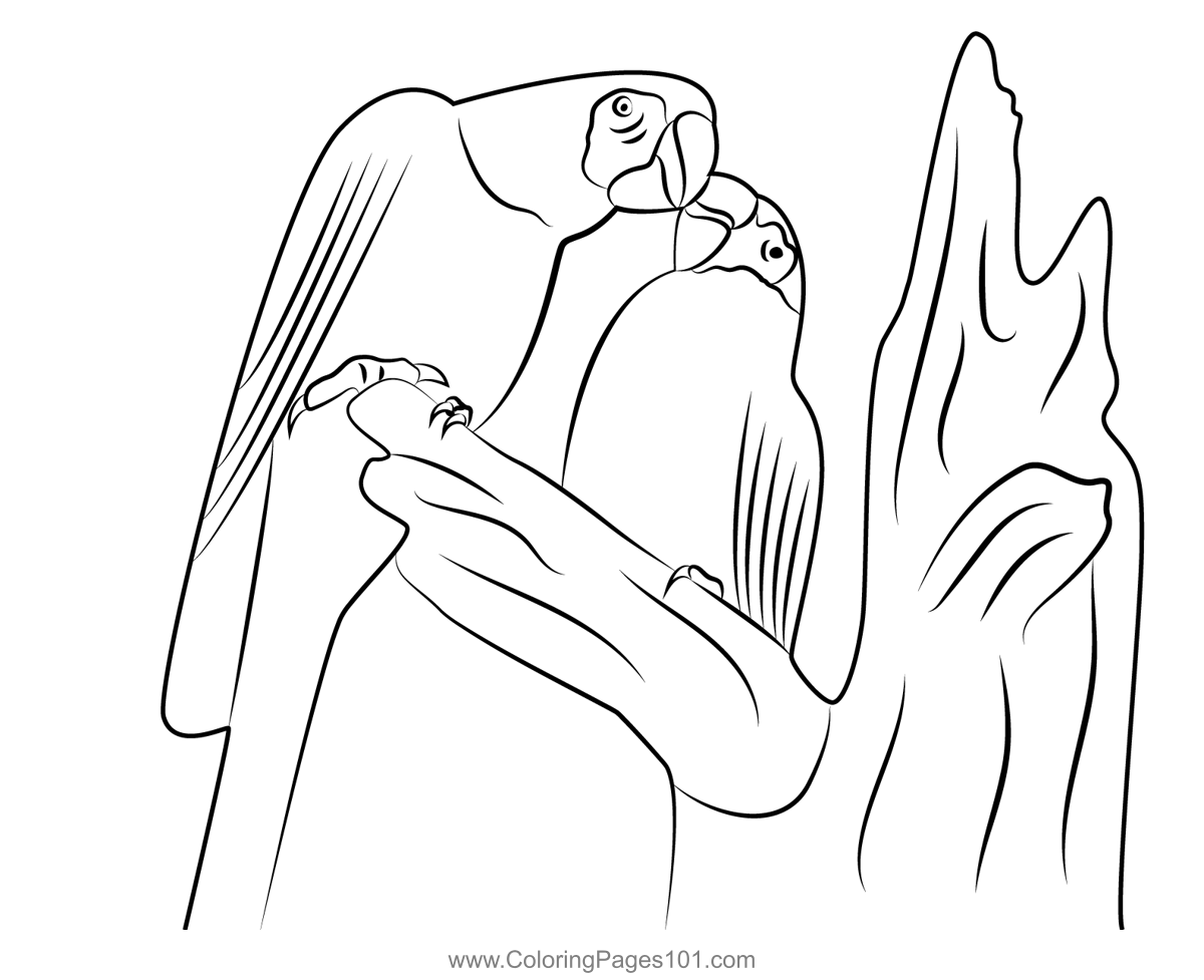 Love Bird Parrot Coloring Page for Kids - Free Parrots Printable ...