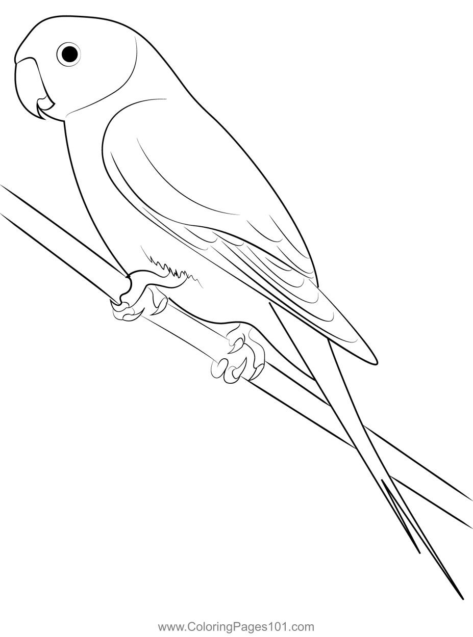 Male Parrot Coloring Page for Kids - Free Parrots Printable Coloring ...