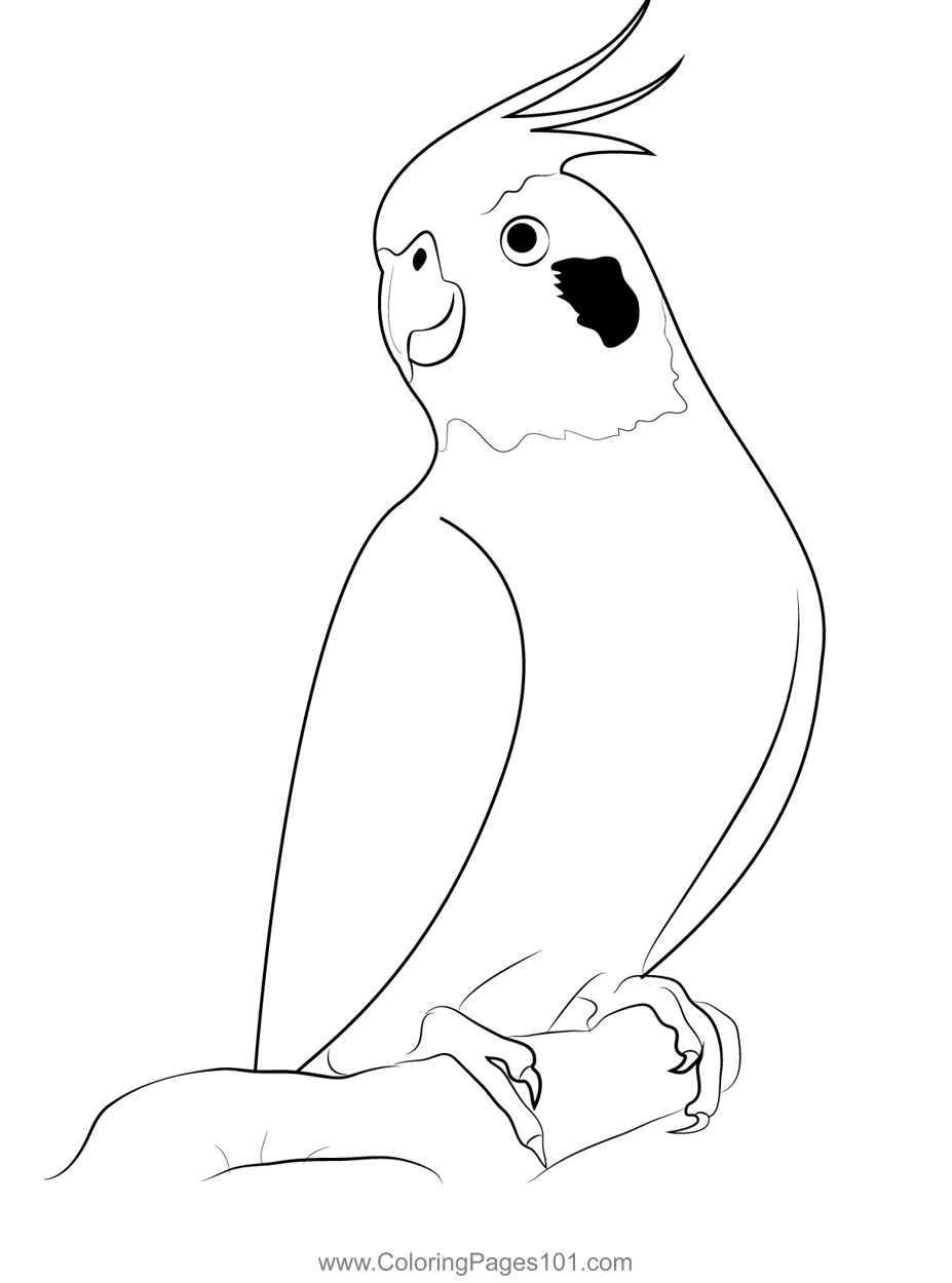 Normal Cockatiel Coloring Page for Kids - Free Parrots Printable ...