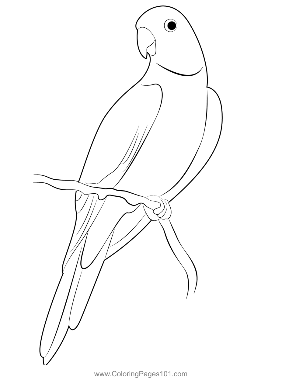 Parrot 10 Coloring Page for Kids - Free Parrots Printable Coloring ...