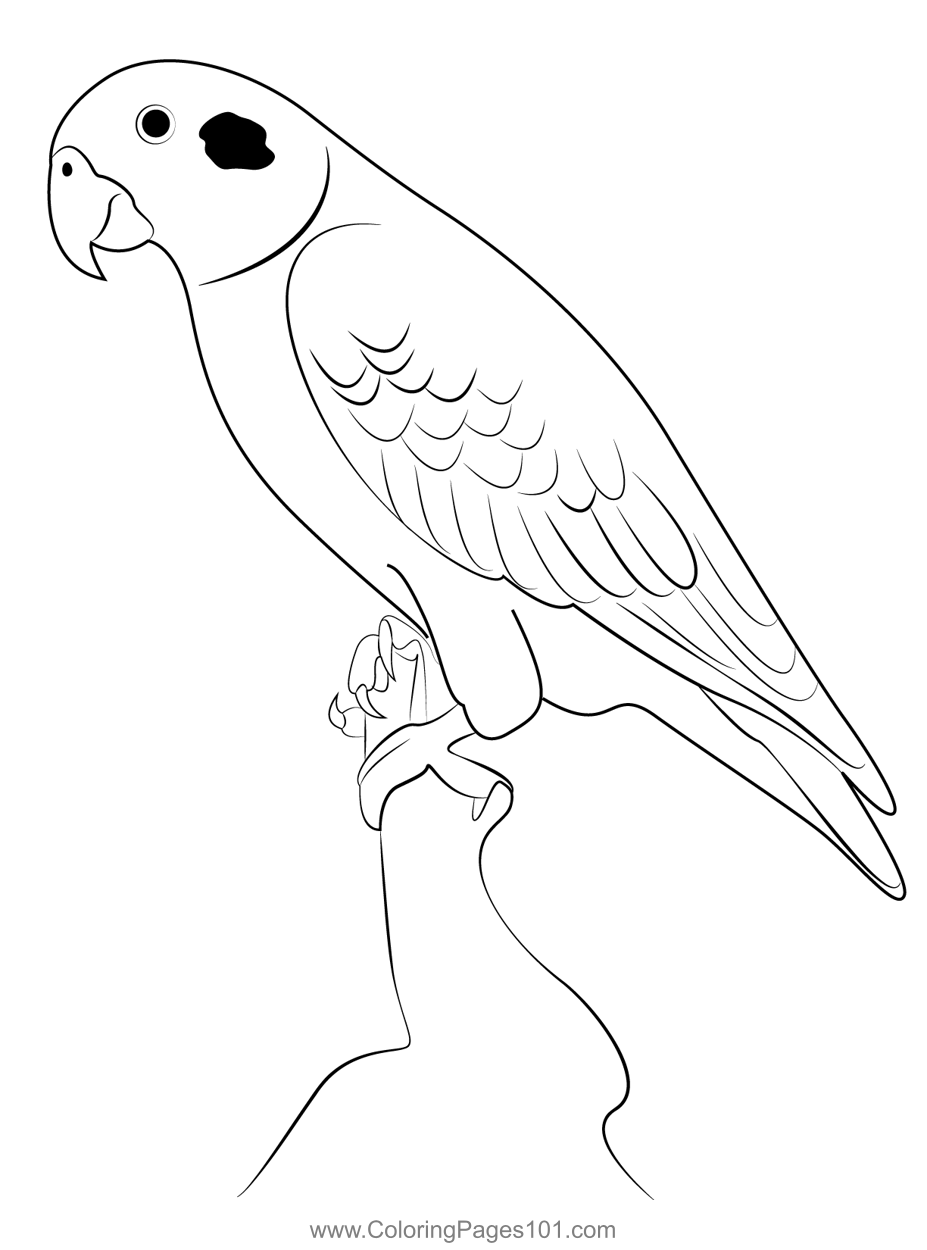 Parrot 2 Coloring Page for Kids - Free Parrots Printable Coloring Pages ...