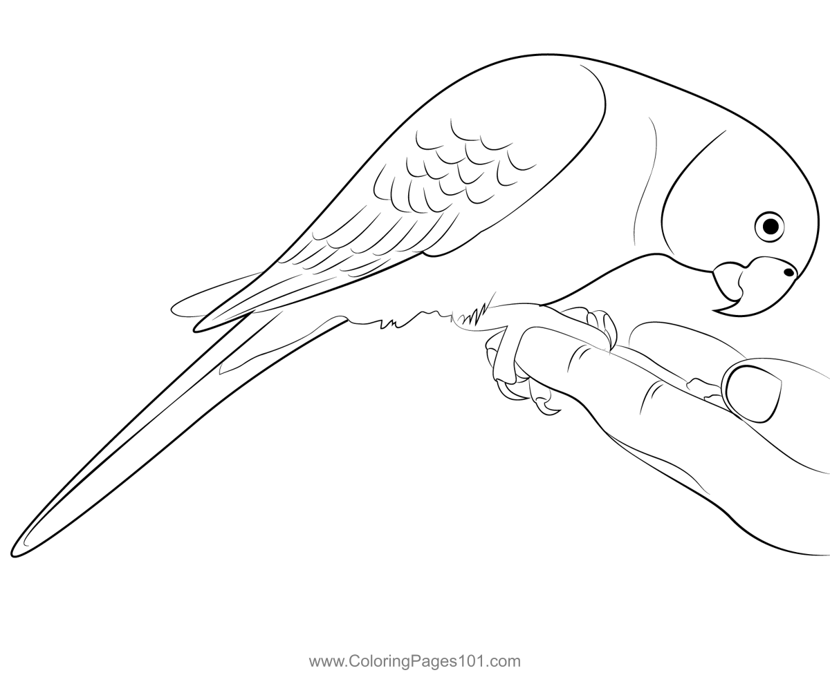 Parrot Care Coloring Page for Kids - Free Parrots Printable Coloring ...
