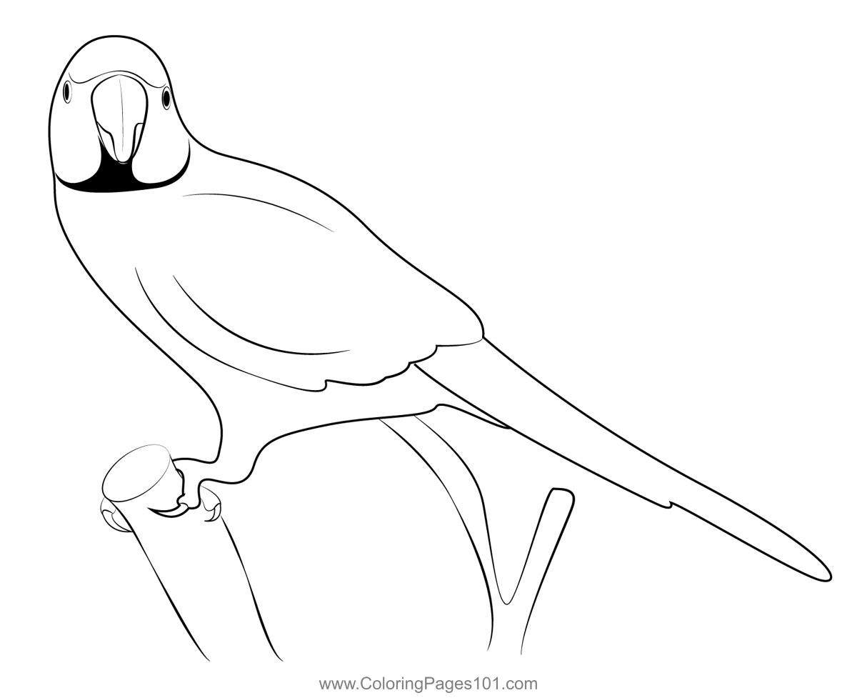 Parrot Look Coloring Page for Kids - Free Parrots Printable Coloring ...