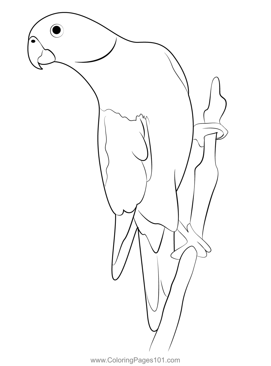 Red Winged Parrot Coloring Page for Kids - Free Parrots Printable ...