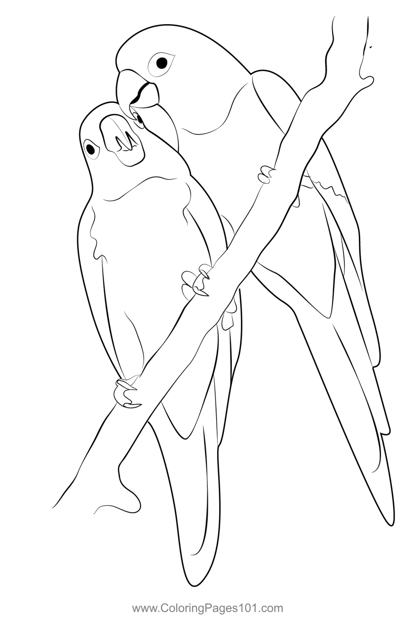 Yellow Love Birds Coloring Page for Kids - Free Parrots Printable ...