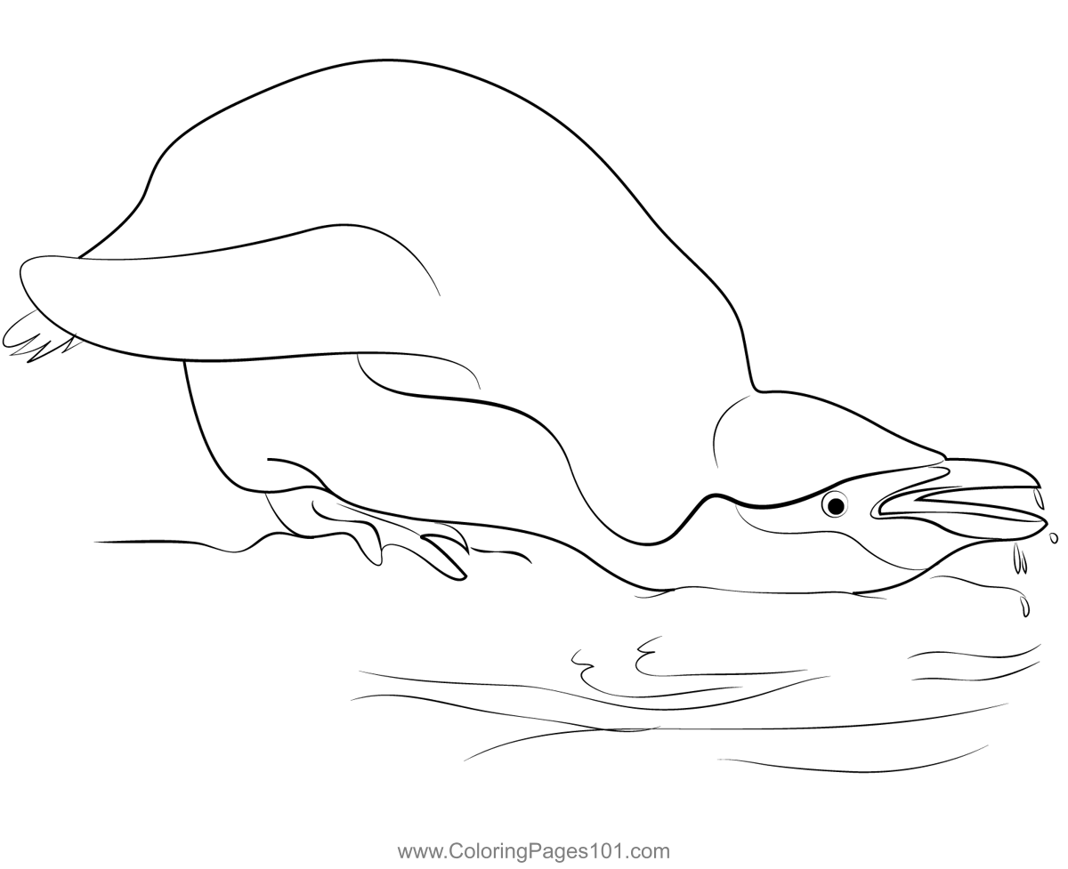 Penguin Drinking Water Coloring Page for Kids - Free Penguins Printable ...