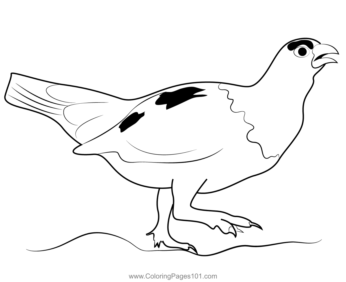 Alaska's State Bird Coloring Page for Kids - Free Pheasants and ...