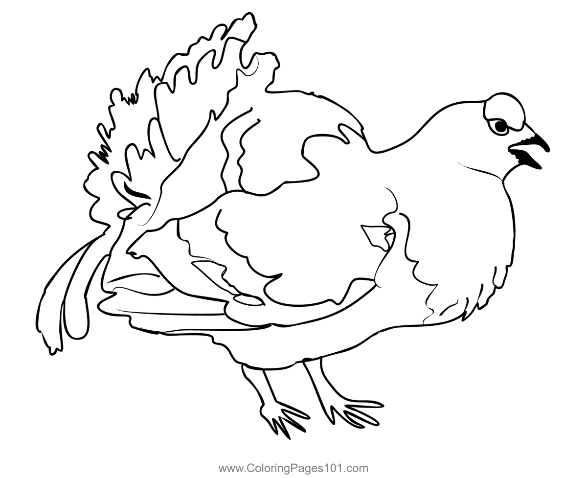 Black Grouse 1 Coloring Page for Kids - Free Pheasants and Partridges ...