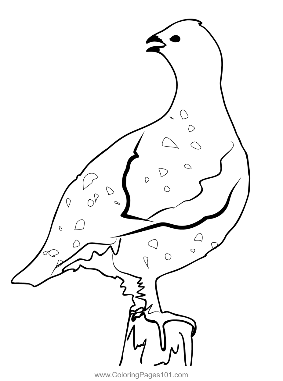 Black Grouse 5 Coloring Page for Kids - Free Pheasants and Partridges ...