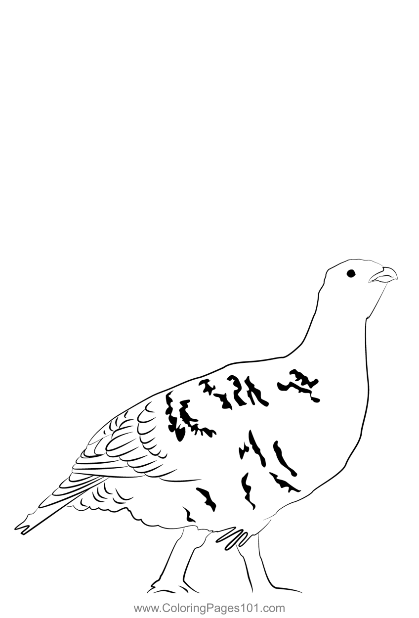 Capercaillie 4 Coloring Page for Kids - Free Pheasants and Partridges ...