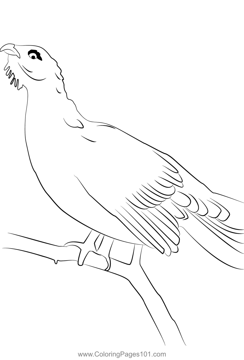 Capercaillie 8 Coloring Page for Kids - Free Pheasants and Partridges ...