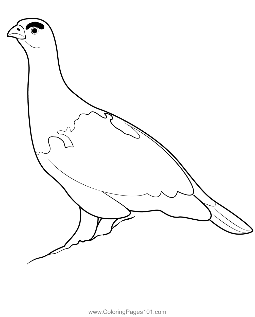 Look Willow Ptarmigan Coloring Page for Kids - Free Pheasants and ...