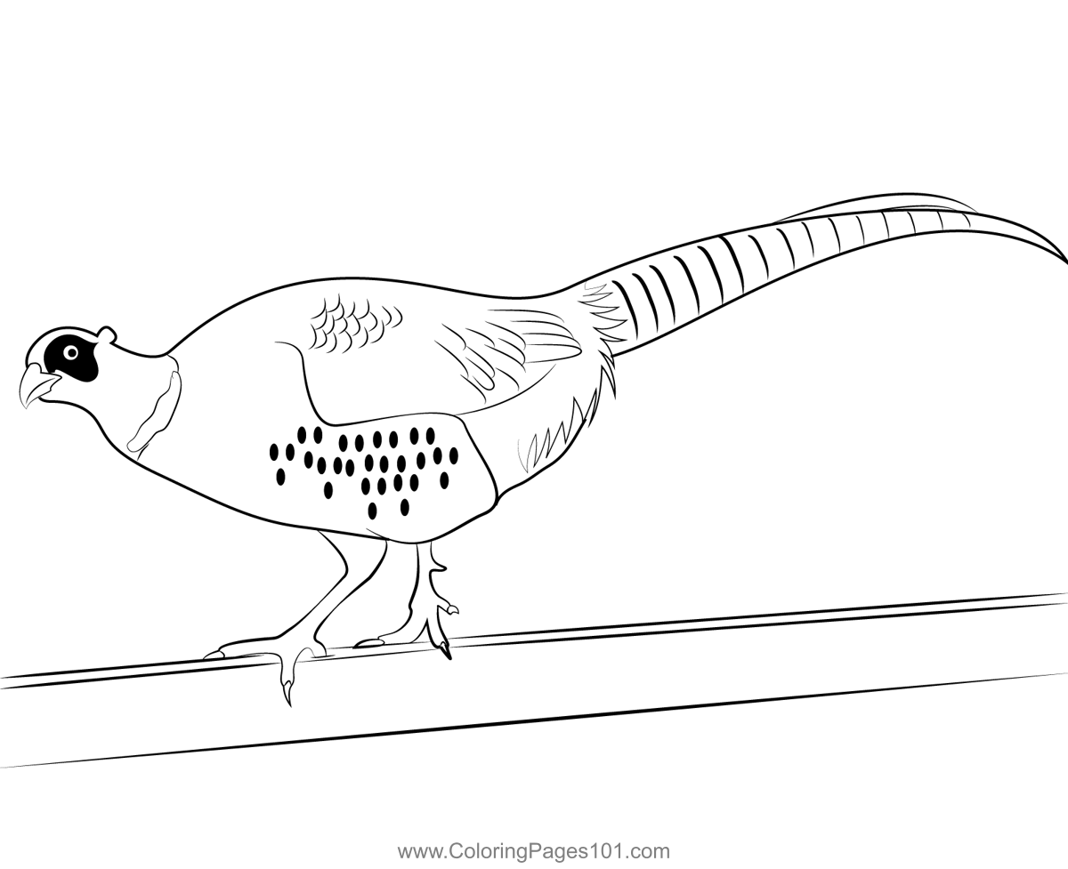 Male Ring Necked Pheasant Bird Cute Coloring Page for Kids - Free ...