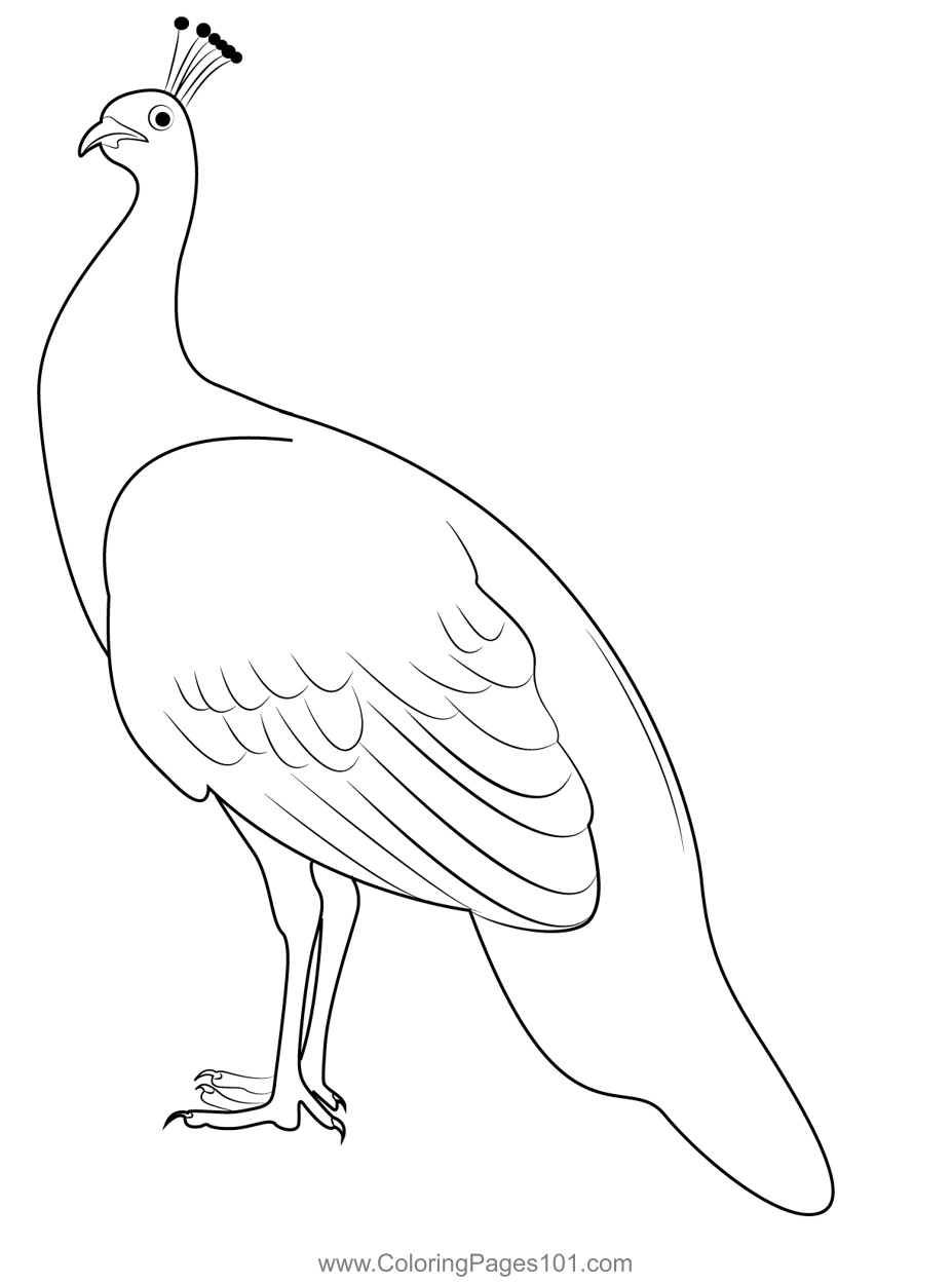 Peacock Female Coloring Page for Kids - Free Pheasants and Partridges ...