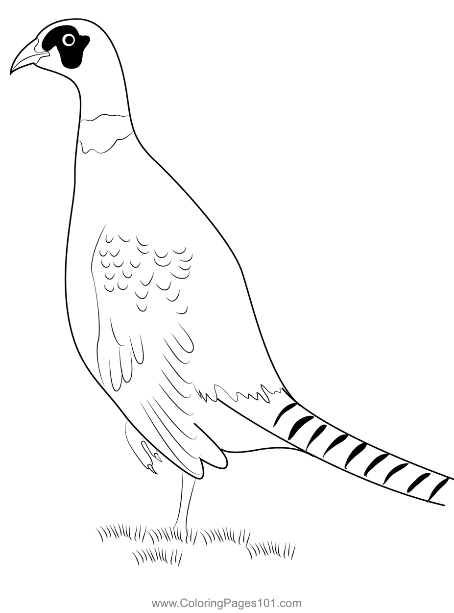 Ring Necked Pheasant 1 Coloring Page for Kids - Free Pheasants and ...