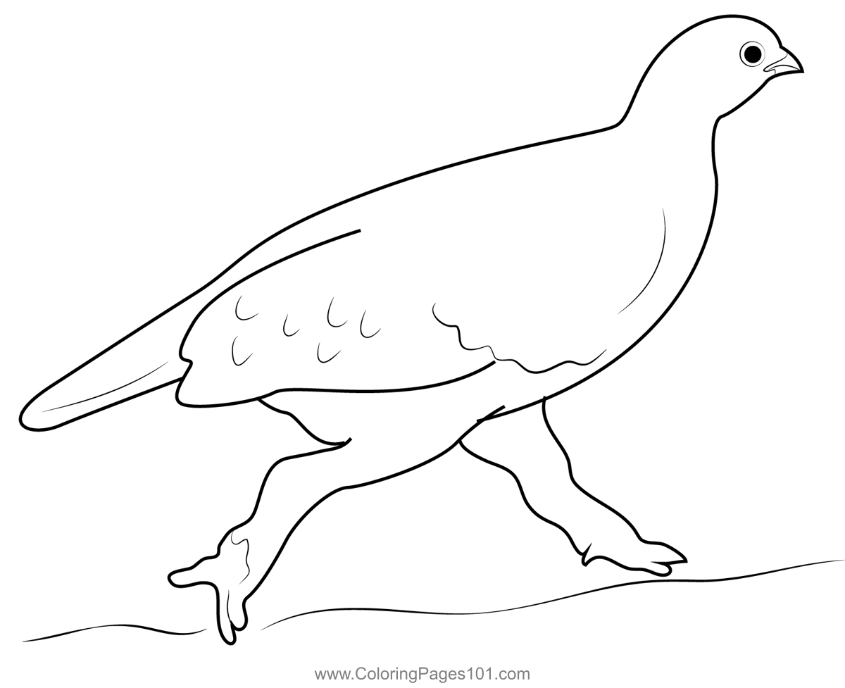 Run Willow Ptarmigan Coloring Page for Kids - Free Pheasants and ...