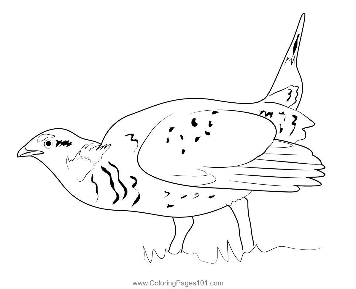 Sharp Tailed Grouse Coloring Page for Kids - Free Pheasants and ...