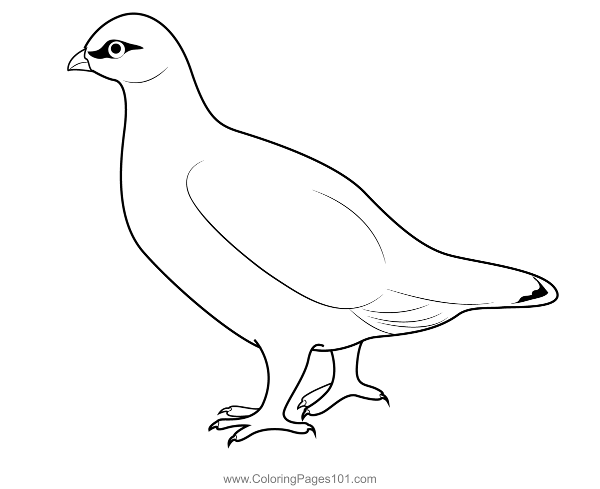 This Is A Willow Ptarmigan Coloring Page for Kids - Free Pheasants and ...