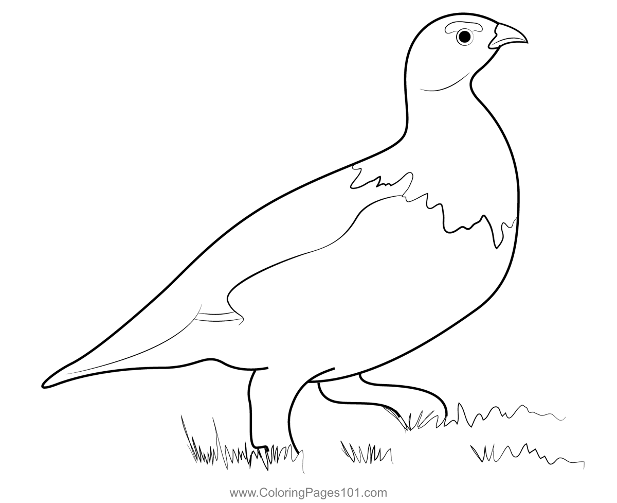 This Male Rock Ptarmigan Coloring Page for Kids - Free Pheasants and ...