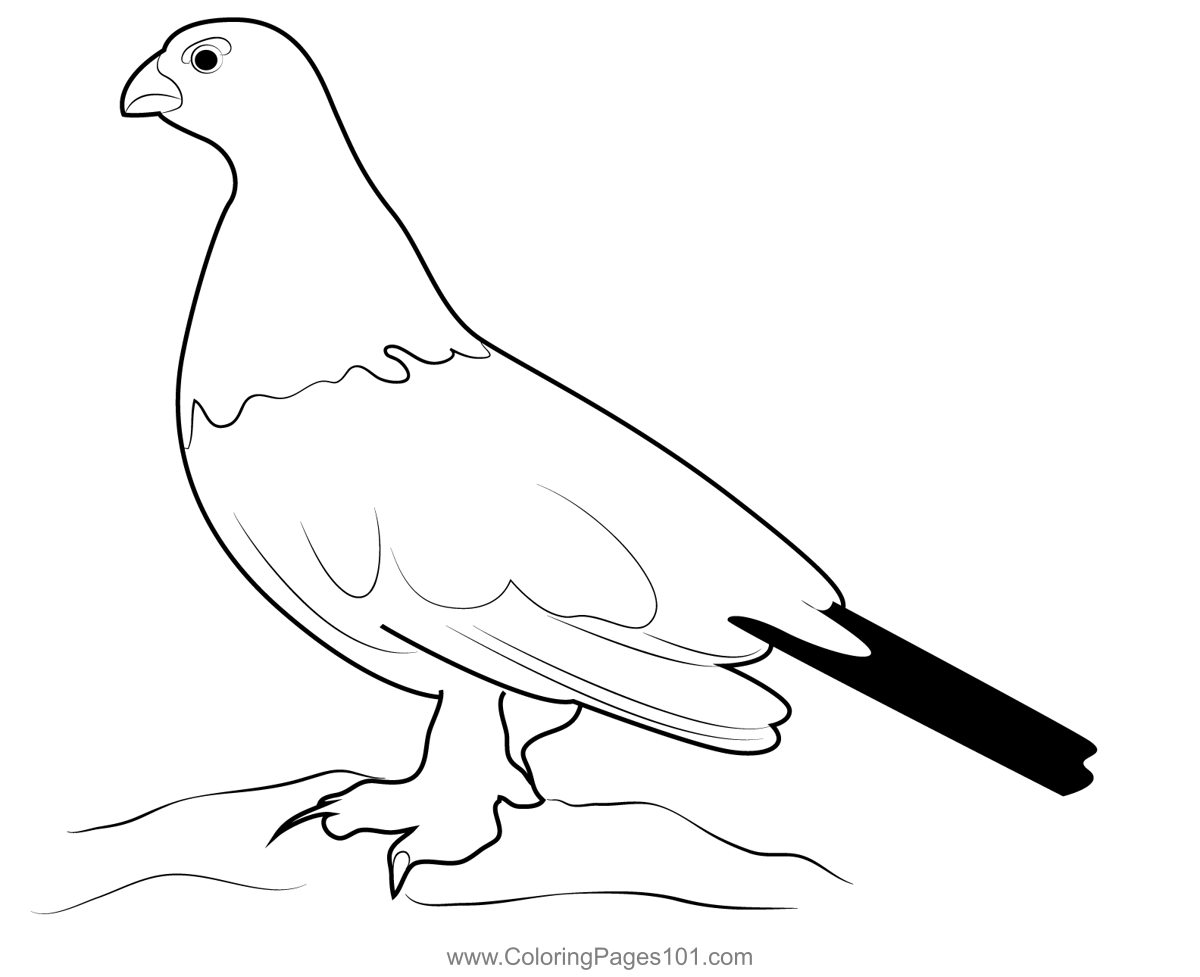 White & Brown Willow Ptarmigan Coloring Page for Kids - Free Pheasants ...