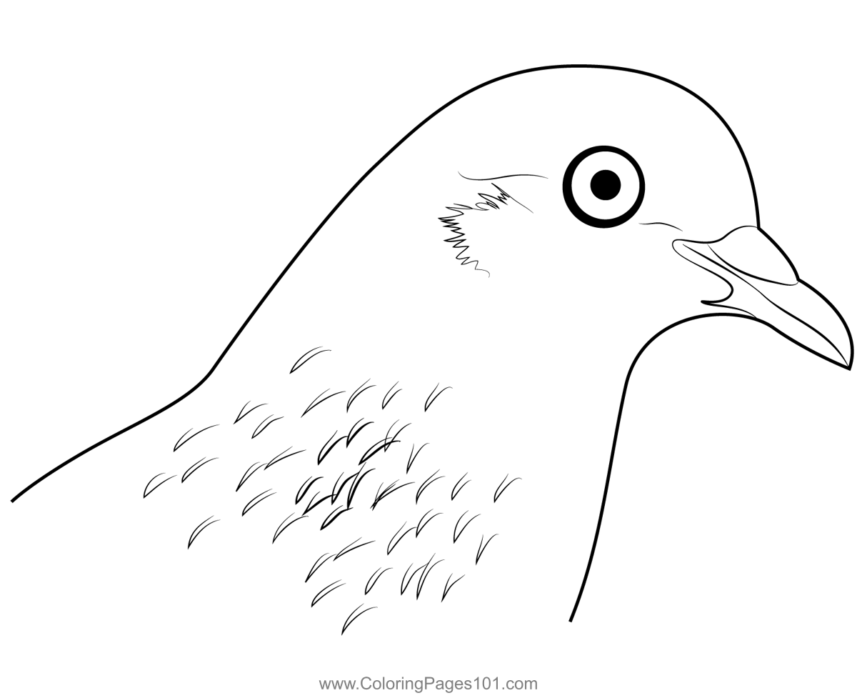 Close Up Pigeon Coloring Page for Kids - Free Pigeons and Doves ...