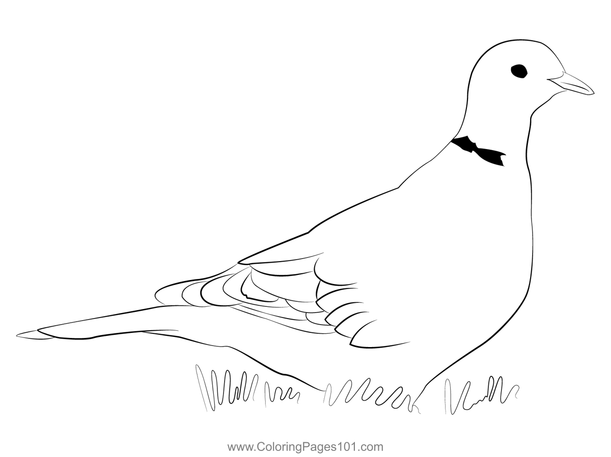 Collared Dove 6 Coloring Page for Kids - Free Pigeons and Doves ...