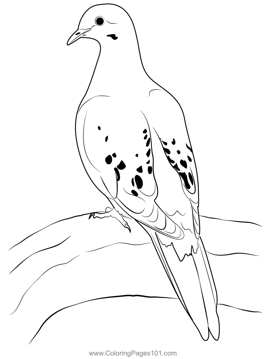 Common Ground Dove Coloring Page for Kids - Free Pigeons and Doves ...