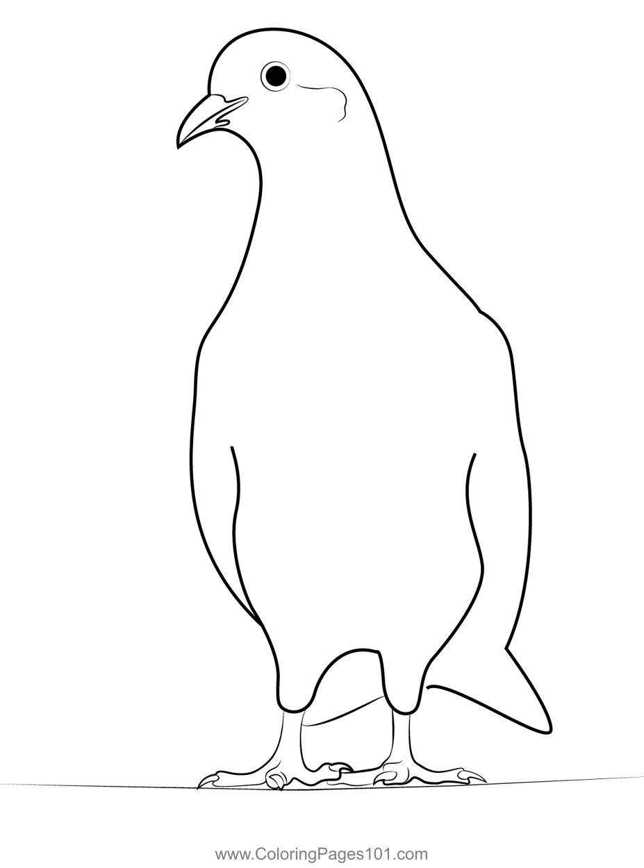 Domestic Ring Neck Dove Coloring Page for Kids - Free Pigeons and Doves ...